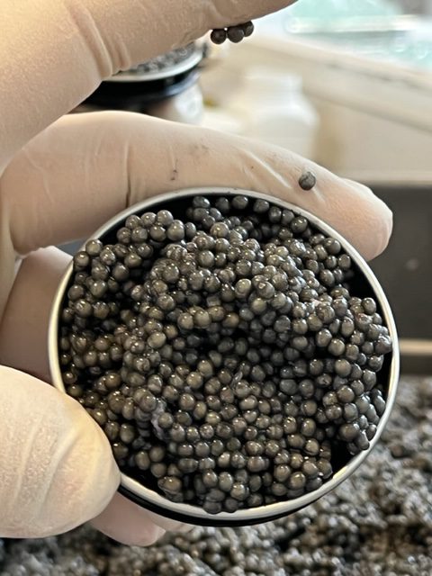 Home - Iranian Caviar